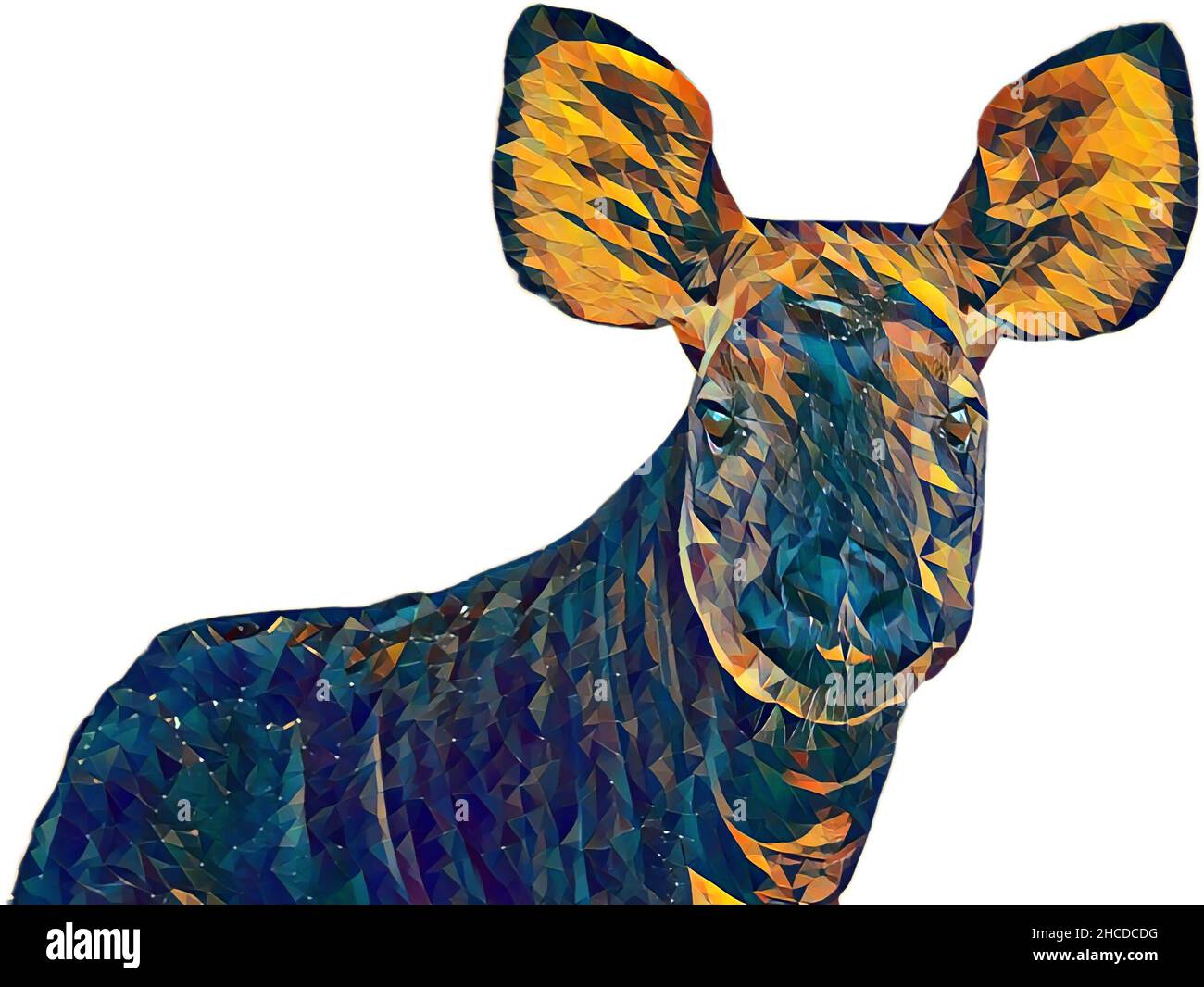 Okapi Face Close Up Stock Photo - Alamy