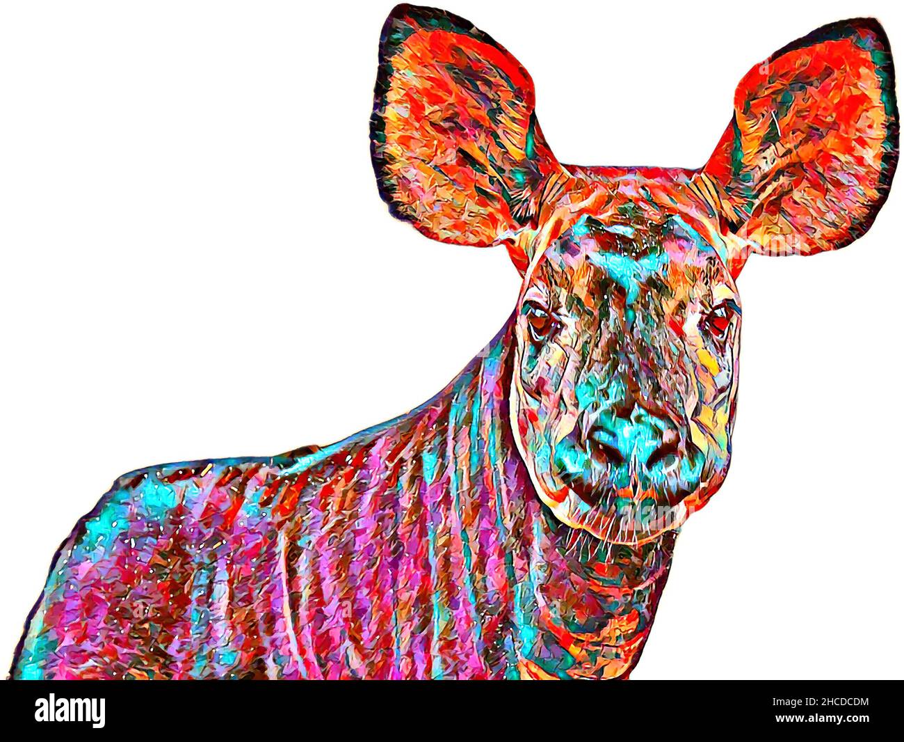 Okapi Face Close Up Stock Photo - Alamy