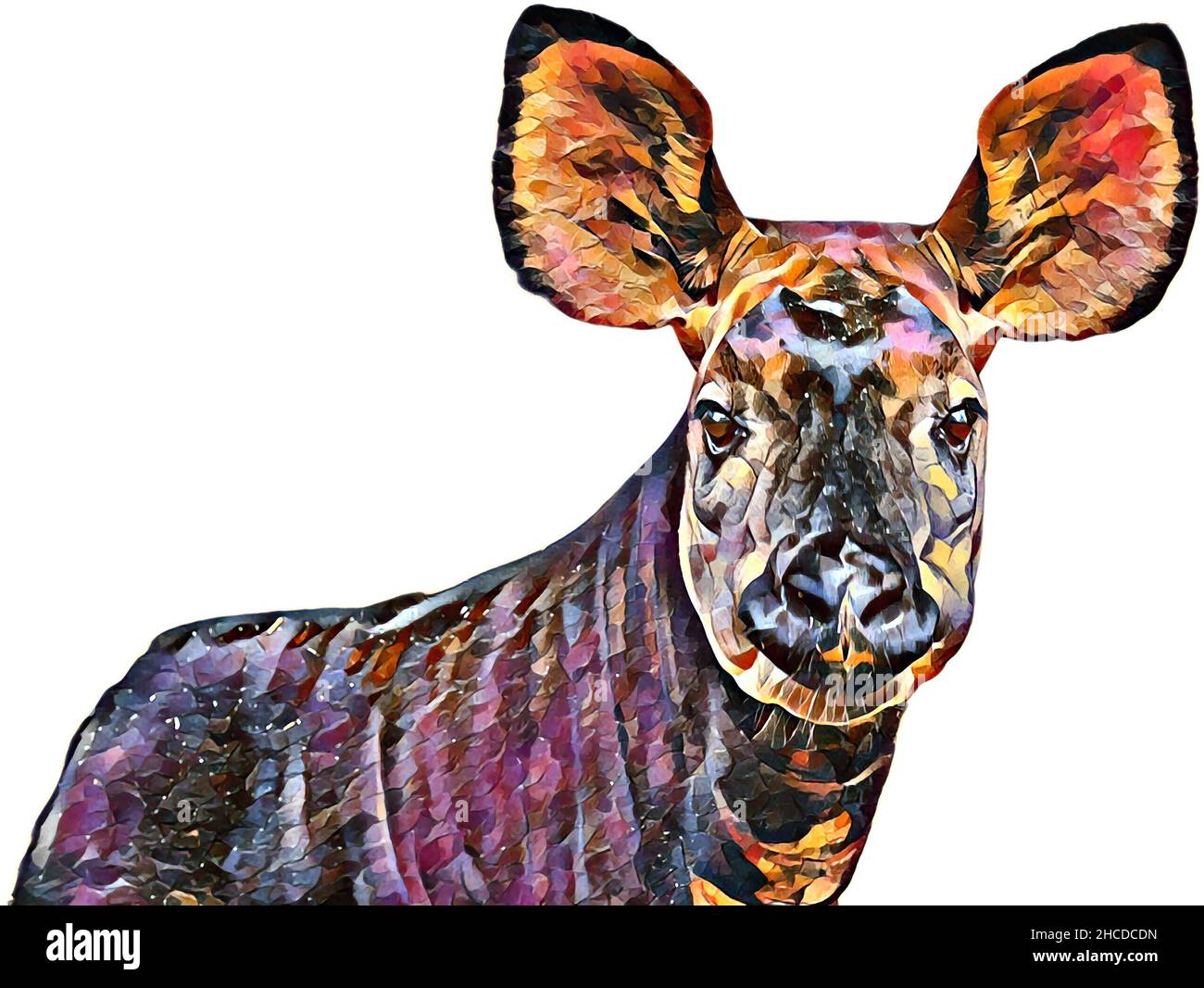 Okapi Face Close Up Stock Photo - Alamy