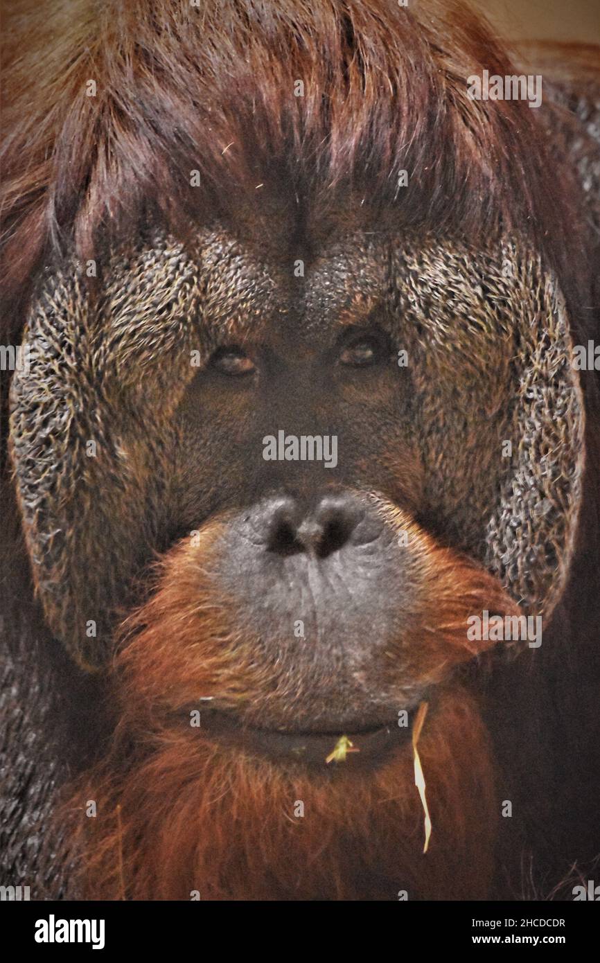 Sumatran Orangutan Male Face Close Up Stock Photo - Alamy