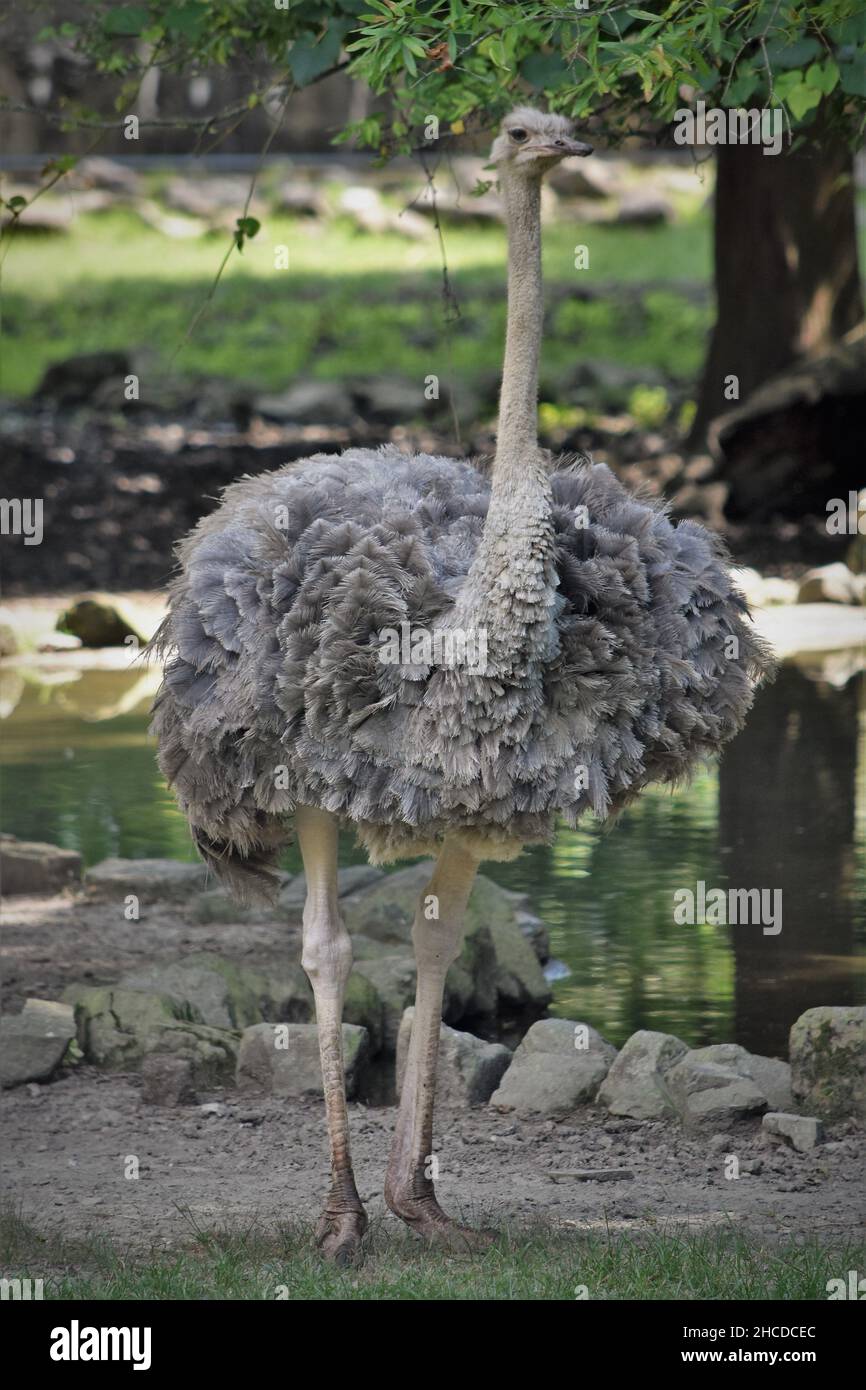 Ostrich Walking and Watching Stock Photo - Alamy