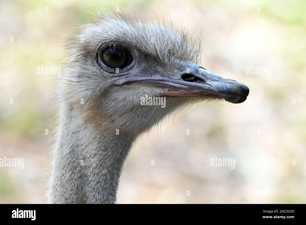 Ostrich Face Close Up, Side Stock Photo - Alamy