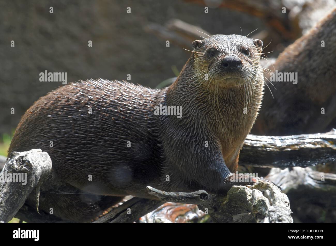 Otter sitting hi-res stock photography and images - Alamy