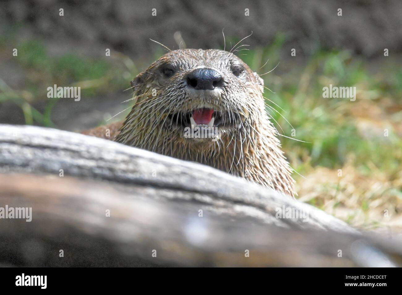 River Otter Face