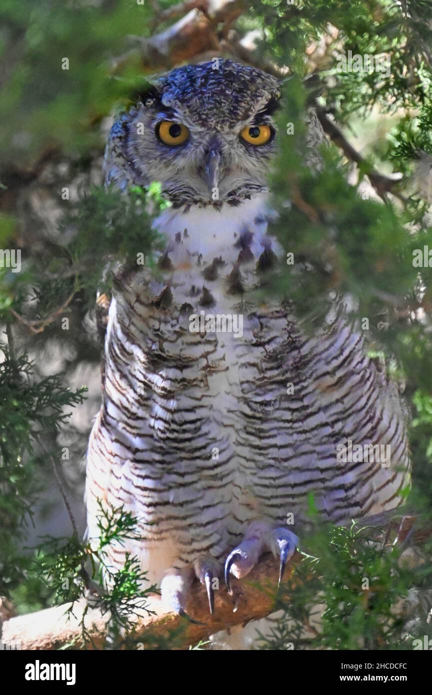 Horned Owl Hidden in a Tree Stock Photo - Alamy