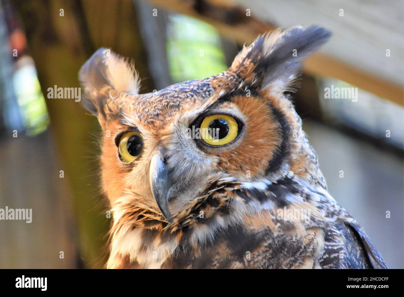 Round faced owl hi-res stock photography and images - Alamy