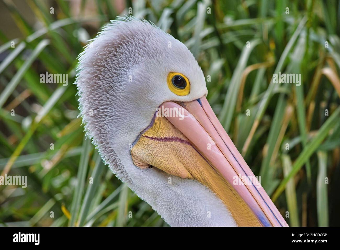 Australian Pelican Face Close Up Stock Photo - Alamy
