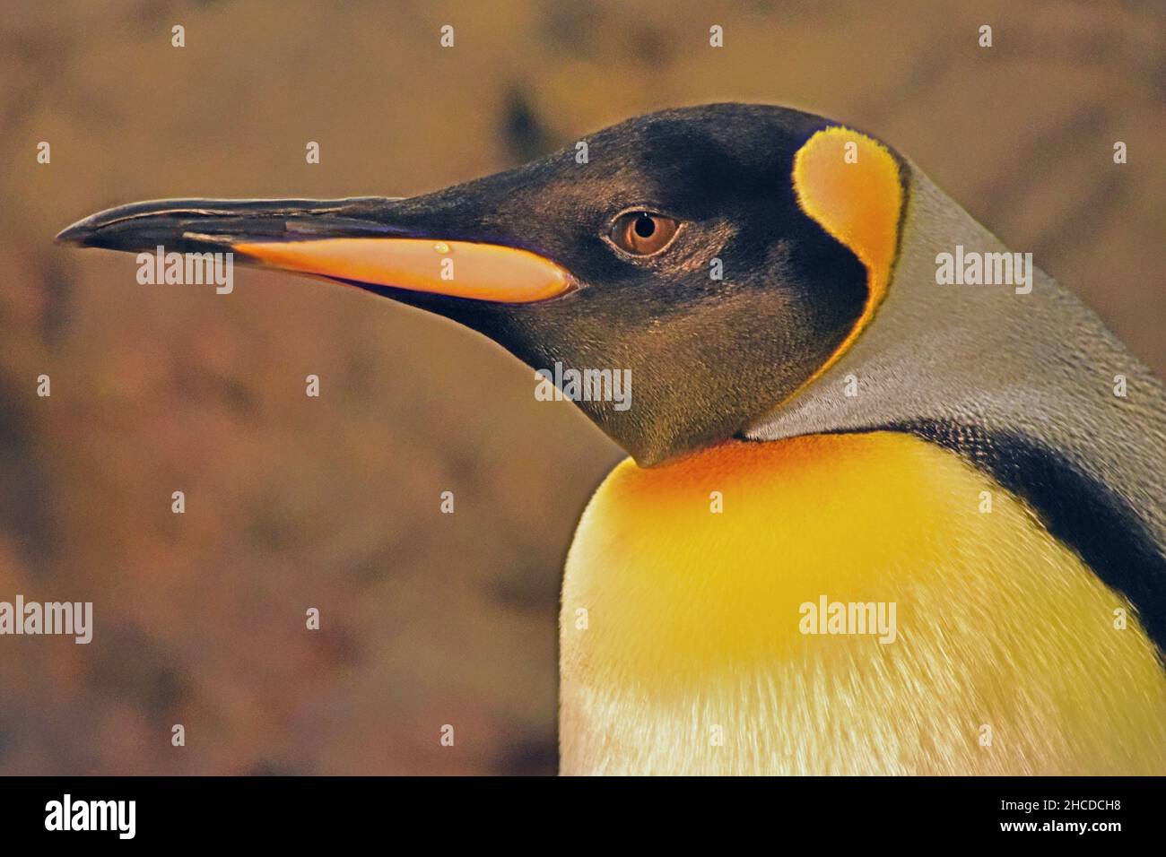 King Penguin Face Close Up Stock Photo - Alamy