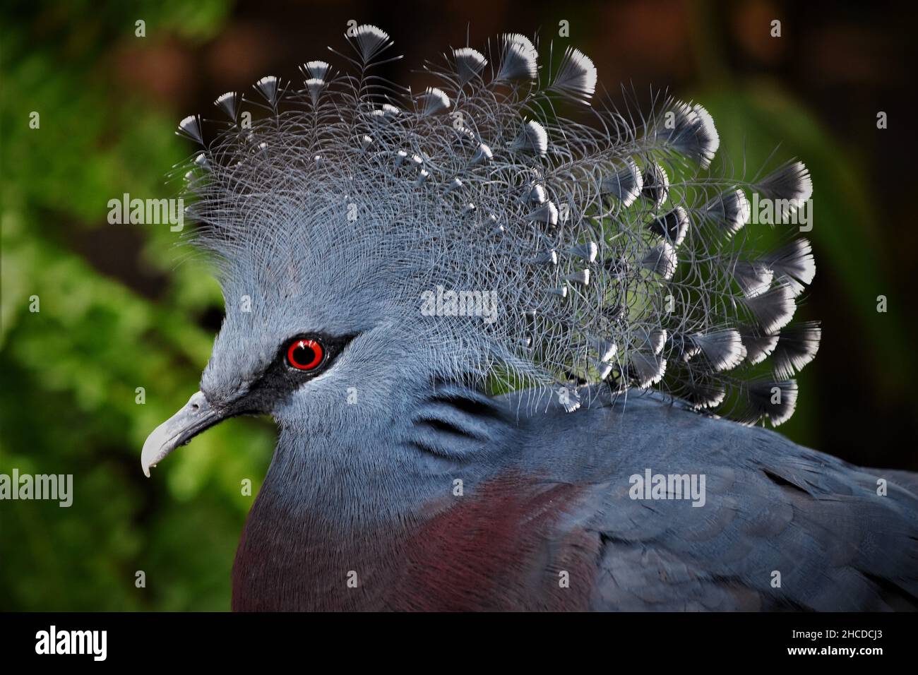Victoria Crowned Pigeon Face and Crest Close Up Stock Photo - Alamy