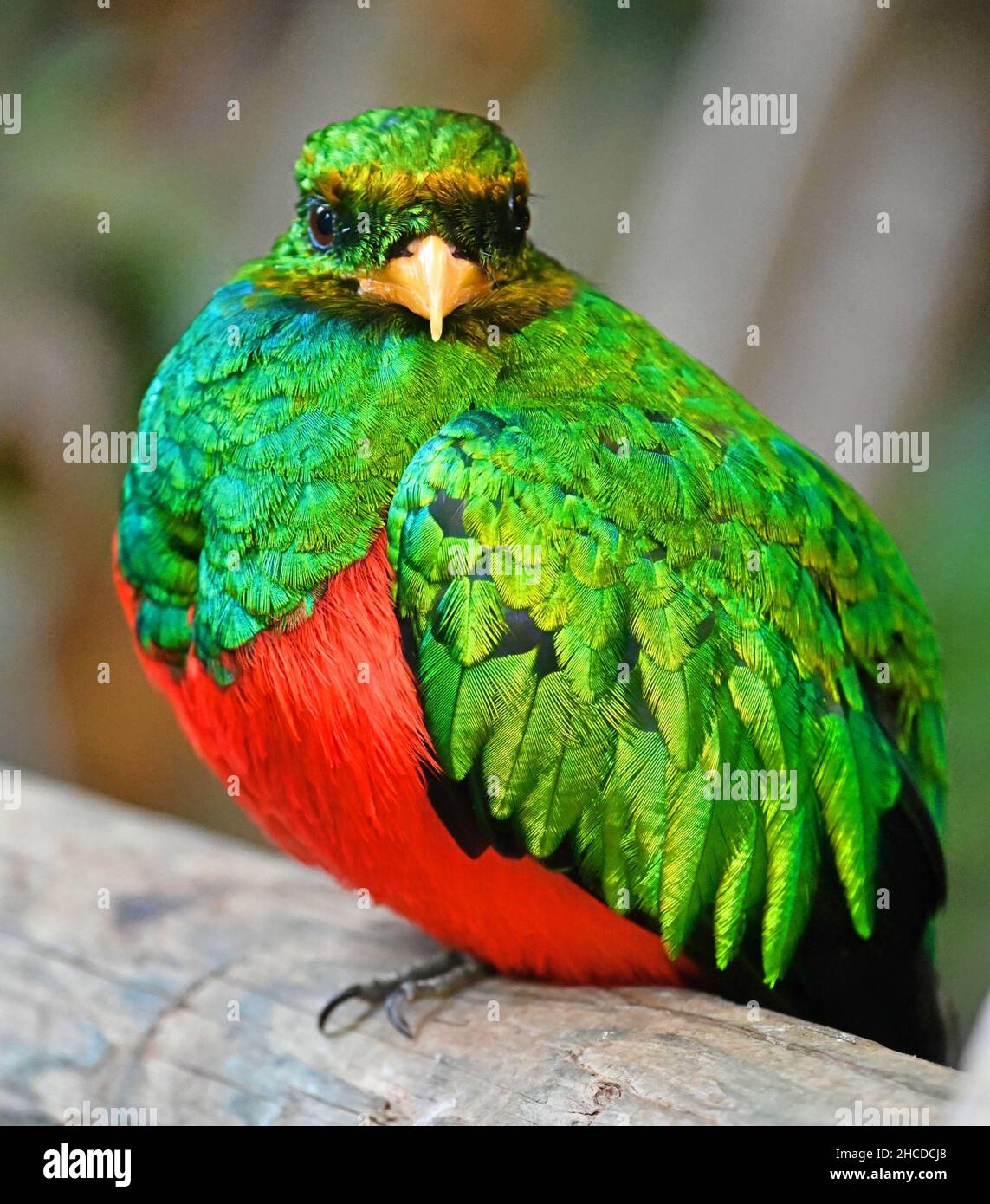 Magnificent quetzal hi-res stock photography and images - Alamy