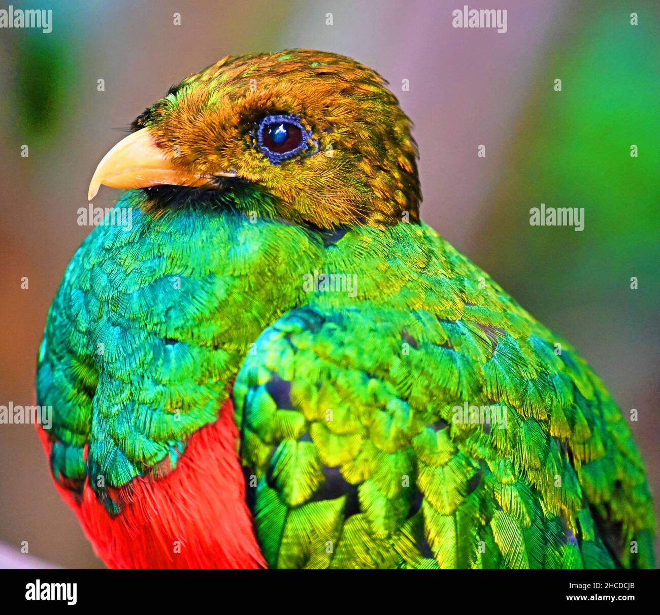Striking golden beak hi-res stock photography and images - Alamy