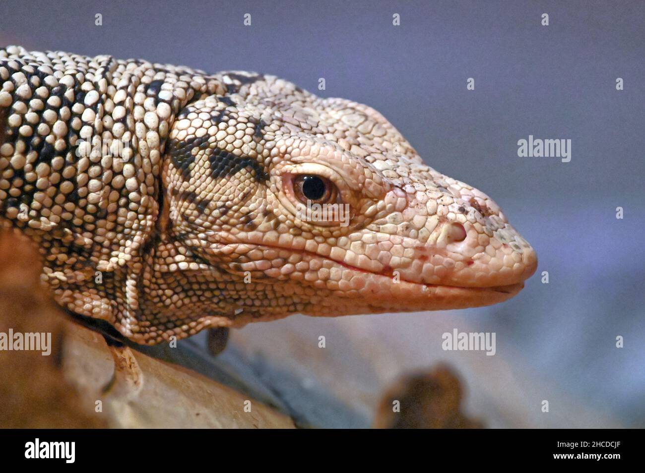 Quince Monitor Face Close Up Stock Photo - Alamy