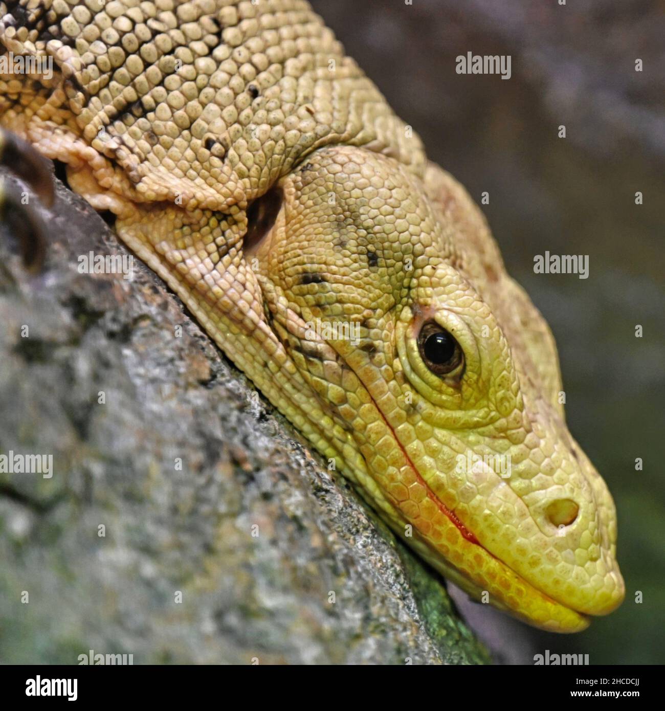 Quince monitor hi-res stock photography and images - Alamy