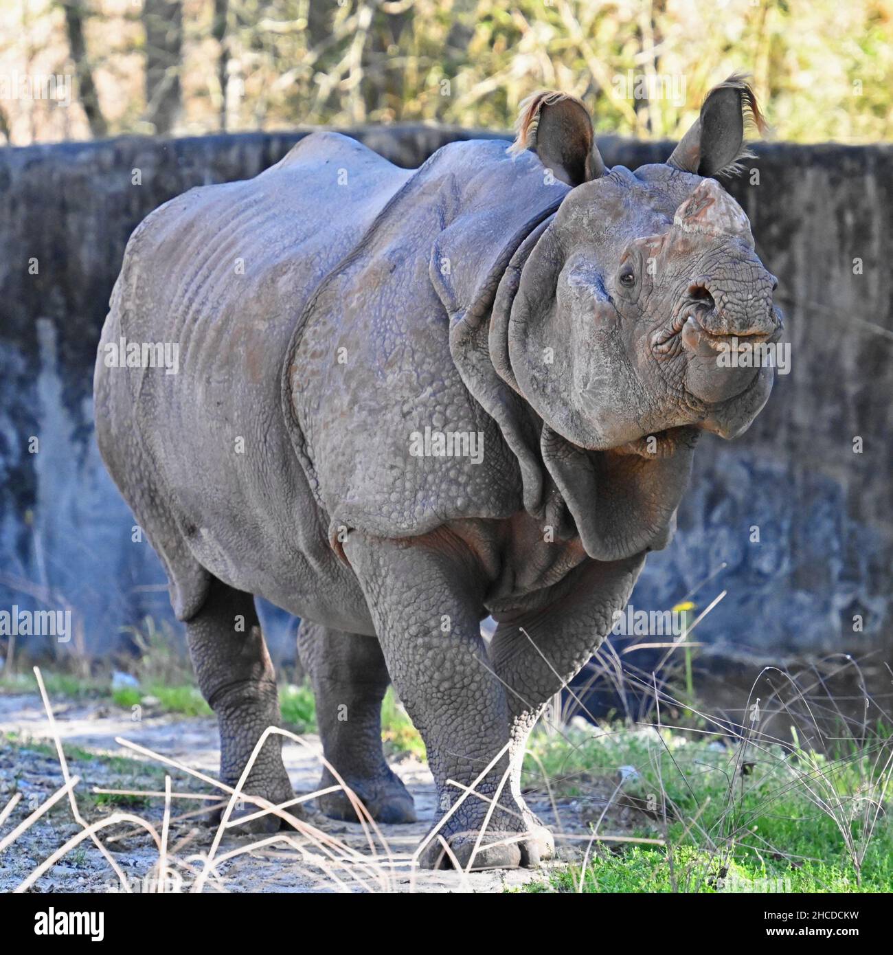 Rhinoceros hoof hi-res stock photography and images - Alamy