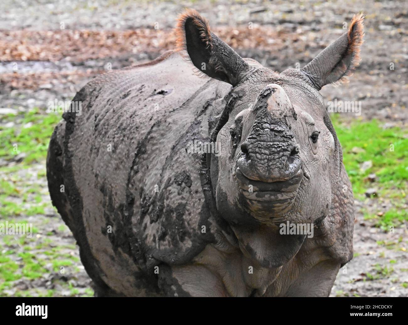 One horned rhinoceros graze hi-res stock photography and images - Alamy
