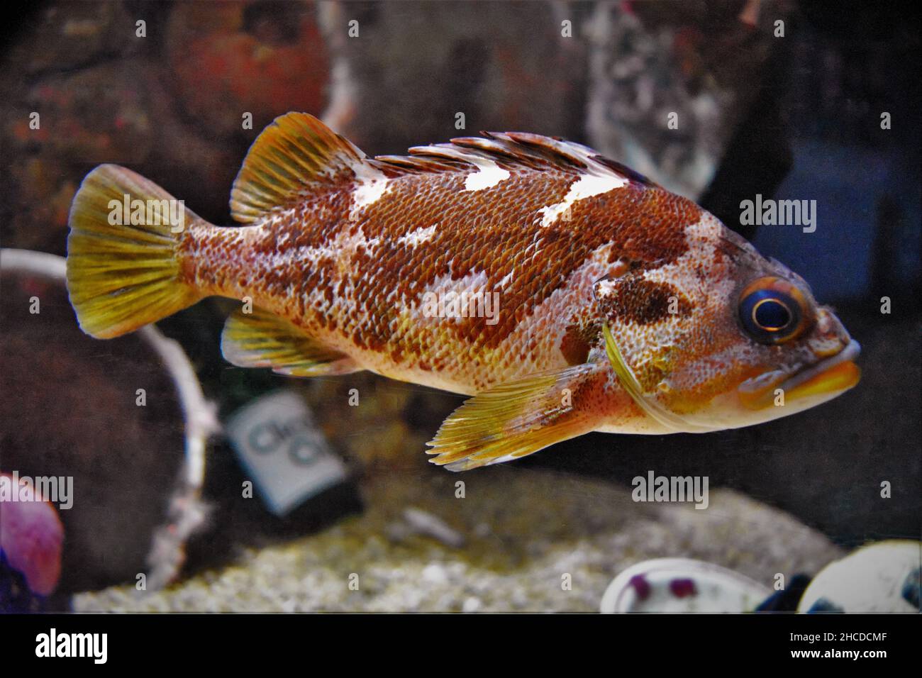 Red and Yellow Vermillion Rockfish Swimming Stock Photo - Alamy