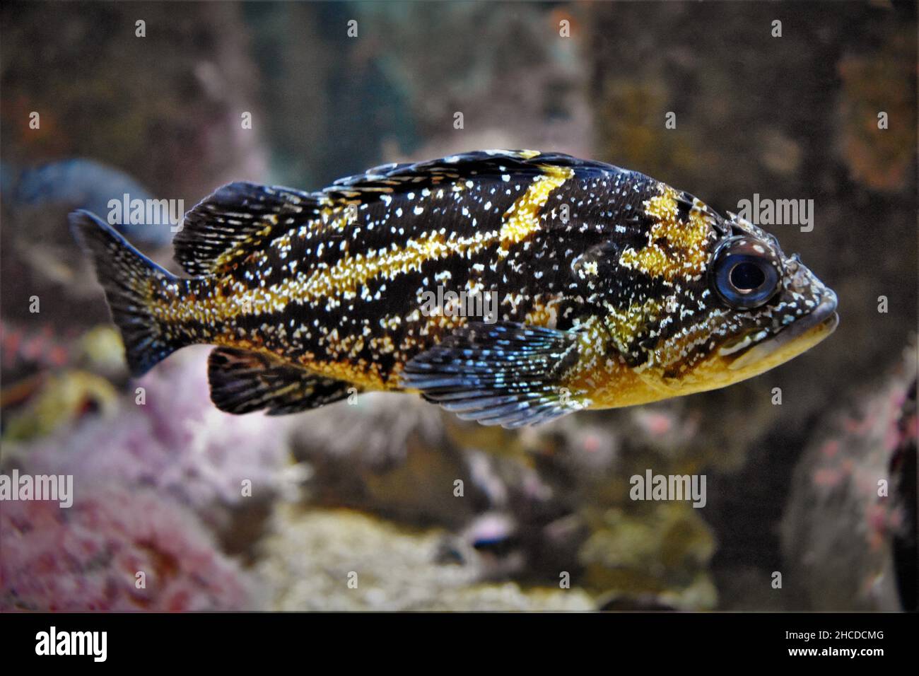 Black And Yellow Rockfish