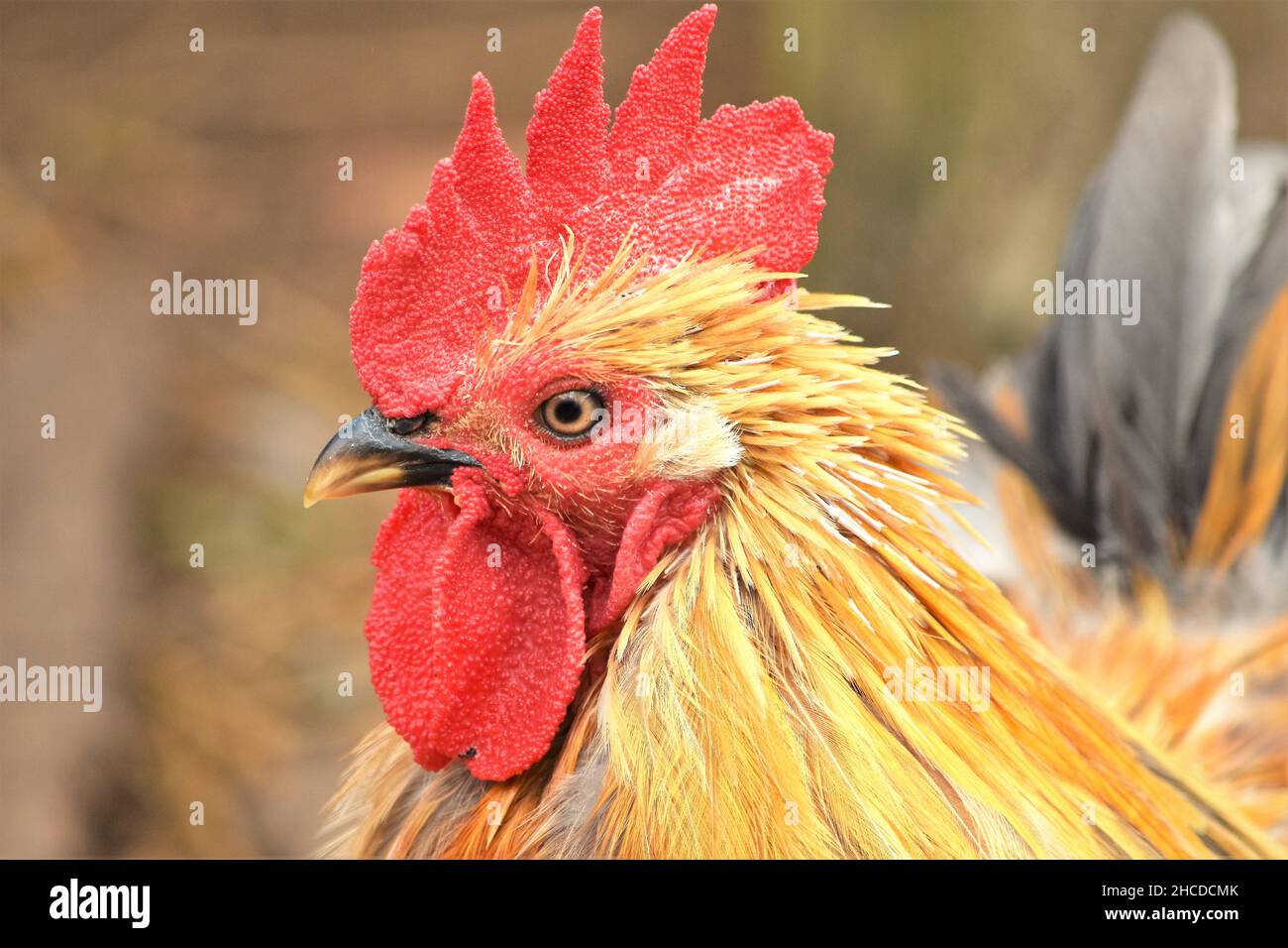 Orange Rooster Face Close Up Stock Photo - Alamy