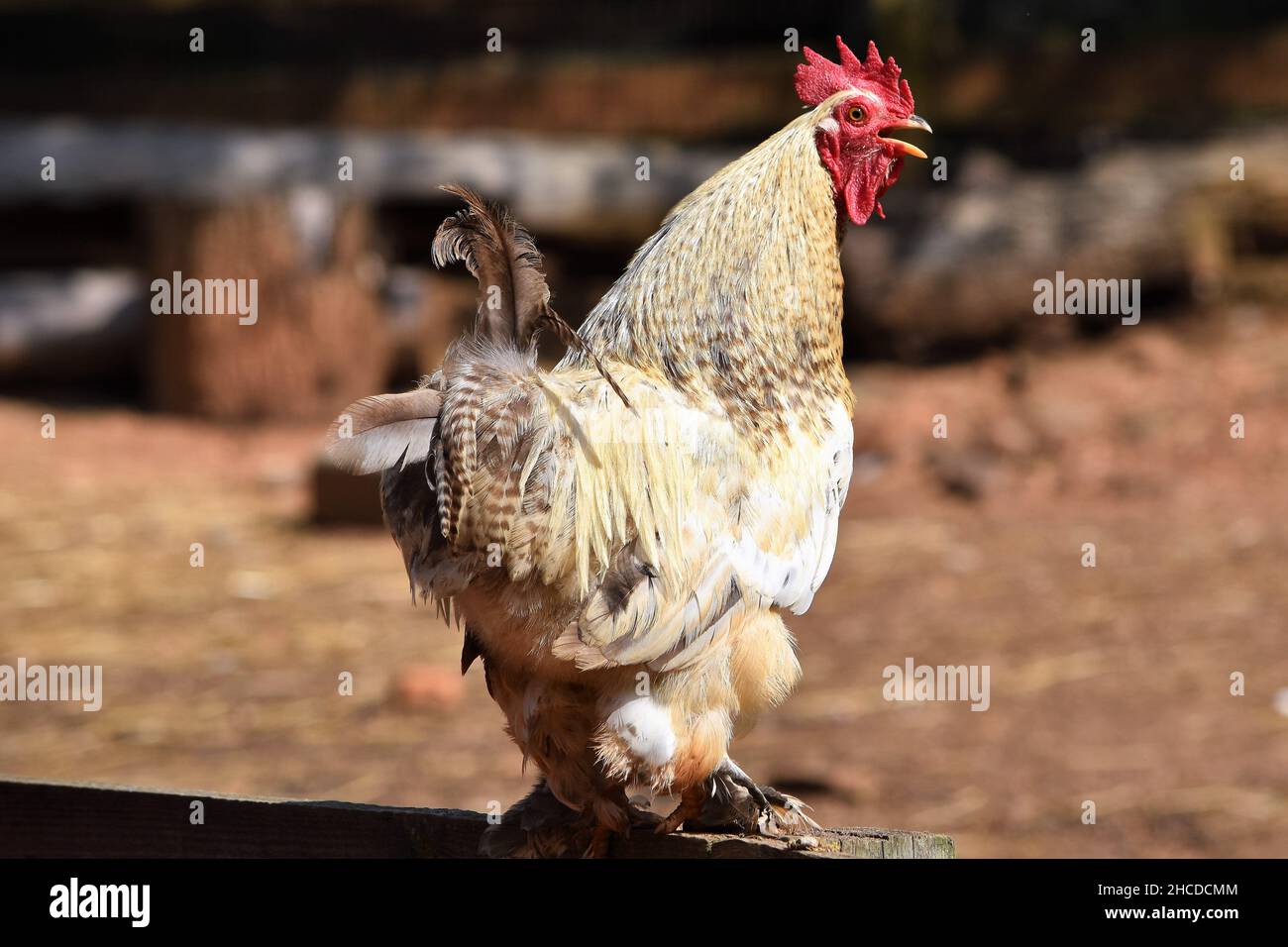 Tan, Beige, White Rooster Crowing Stock Photo - Alamy