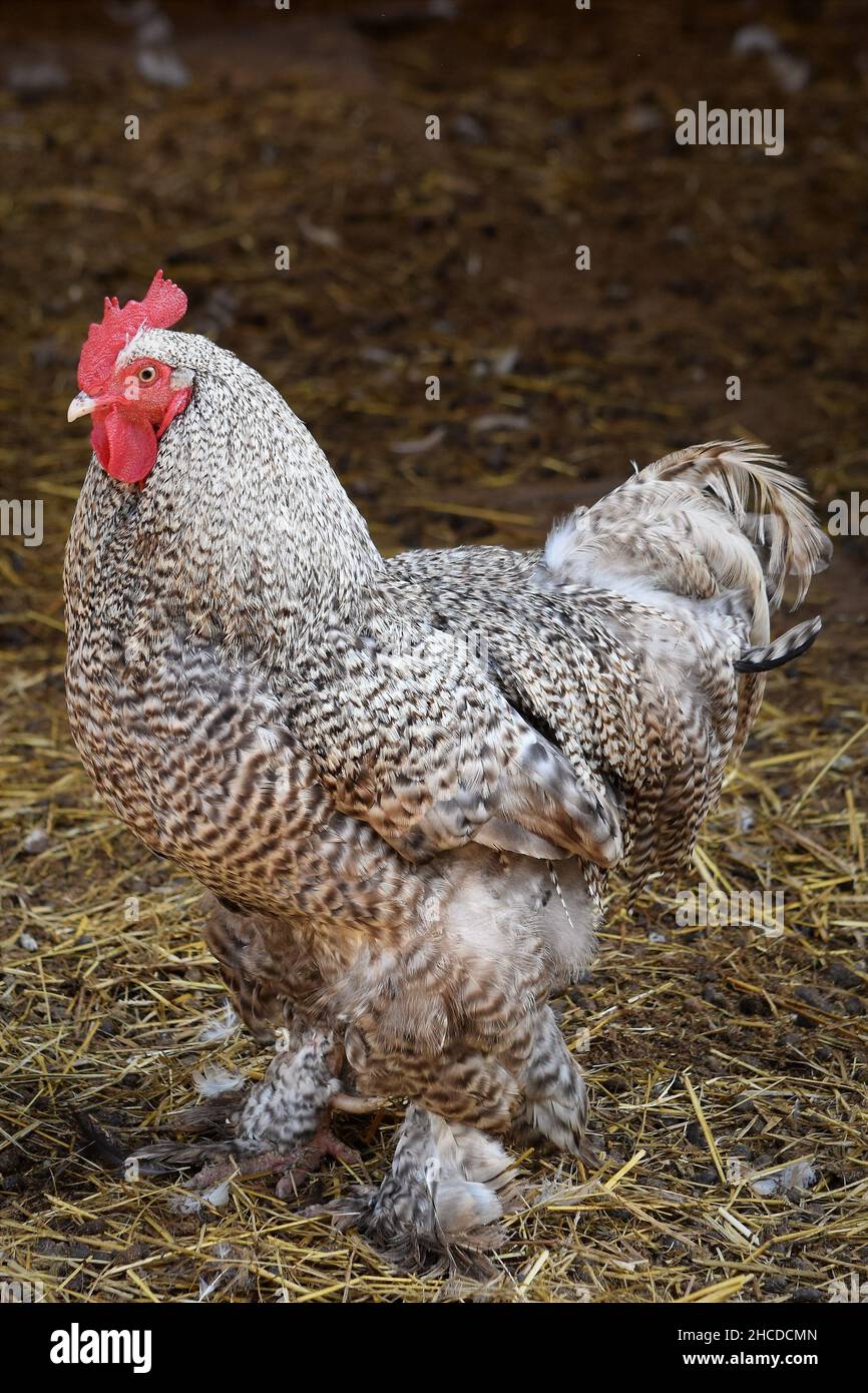 Black and White Cuckoo Maran Rooster Stock Photo - Alamy