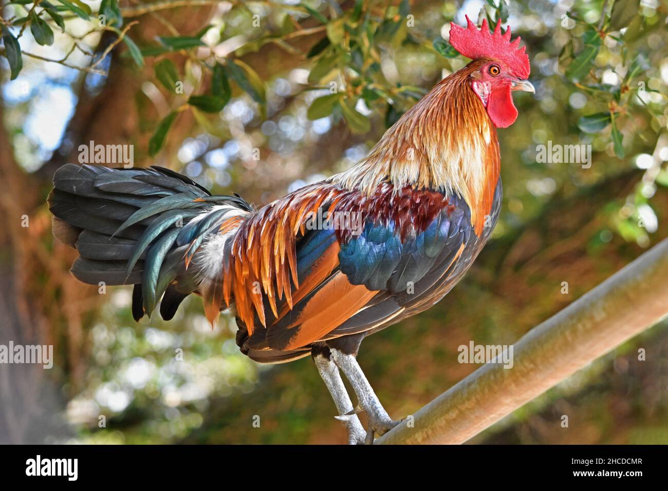 Old English Game Bantam Rooster Perched on a Branch Stock Photo - Alamy