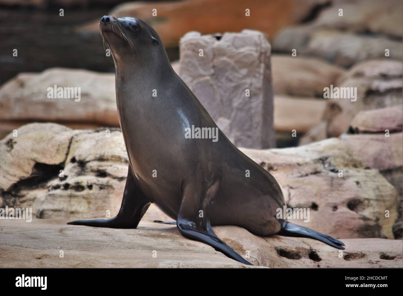 California Sea Lion Basking in the Sun Stock Photo - Alamy