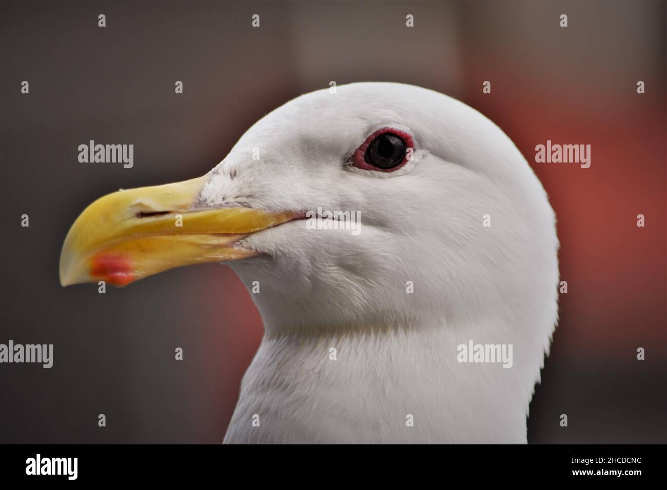 Seagull White Face Close Up Stock Photo - Alamy