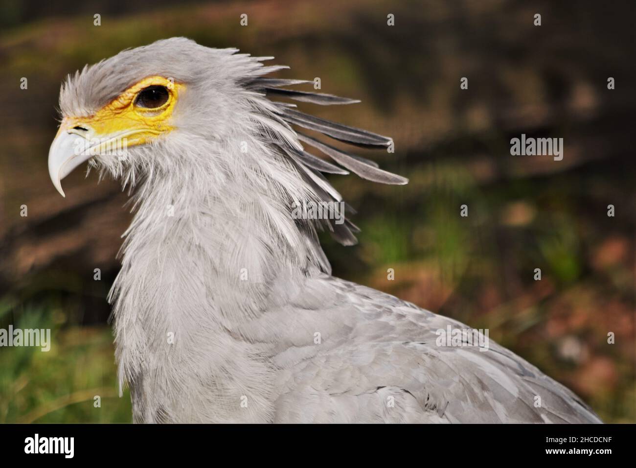 Endangered secretarybird hi-res stock photography and images - Alamy
