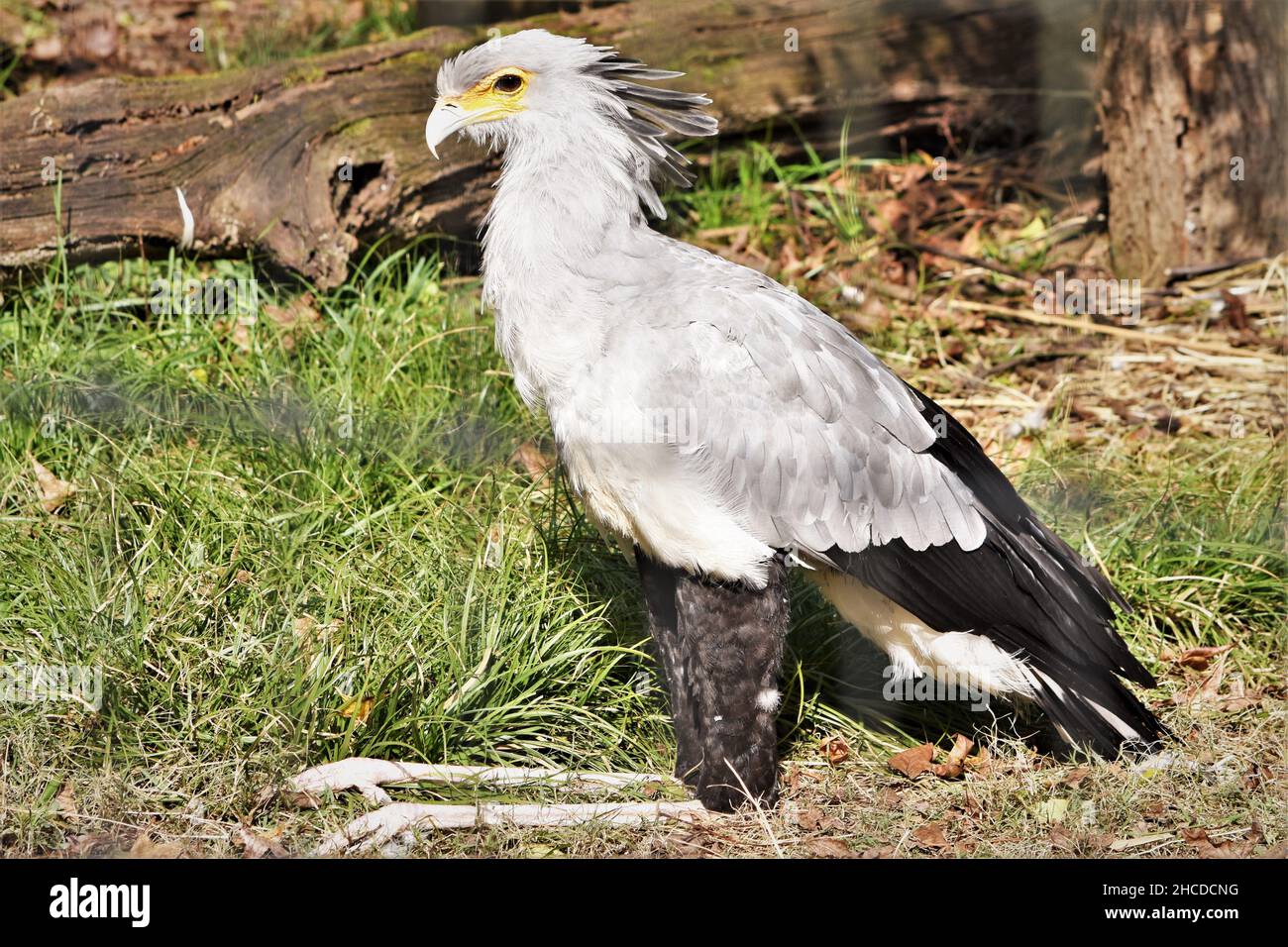 Secretary Bird Sitting in the Sun Stock Photo - Alamy