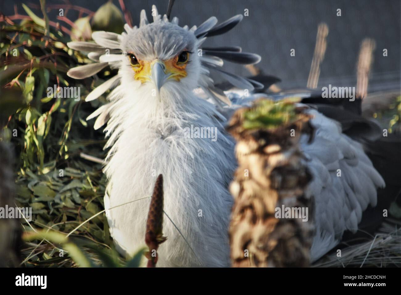 Secretary Bird Sitting in the Sun Stock Photo - Alamy