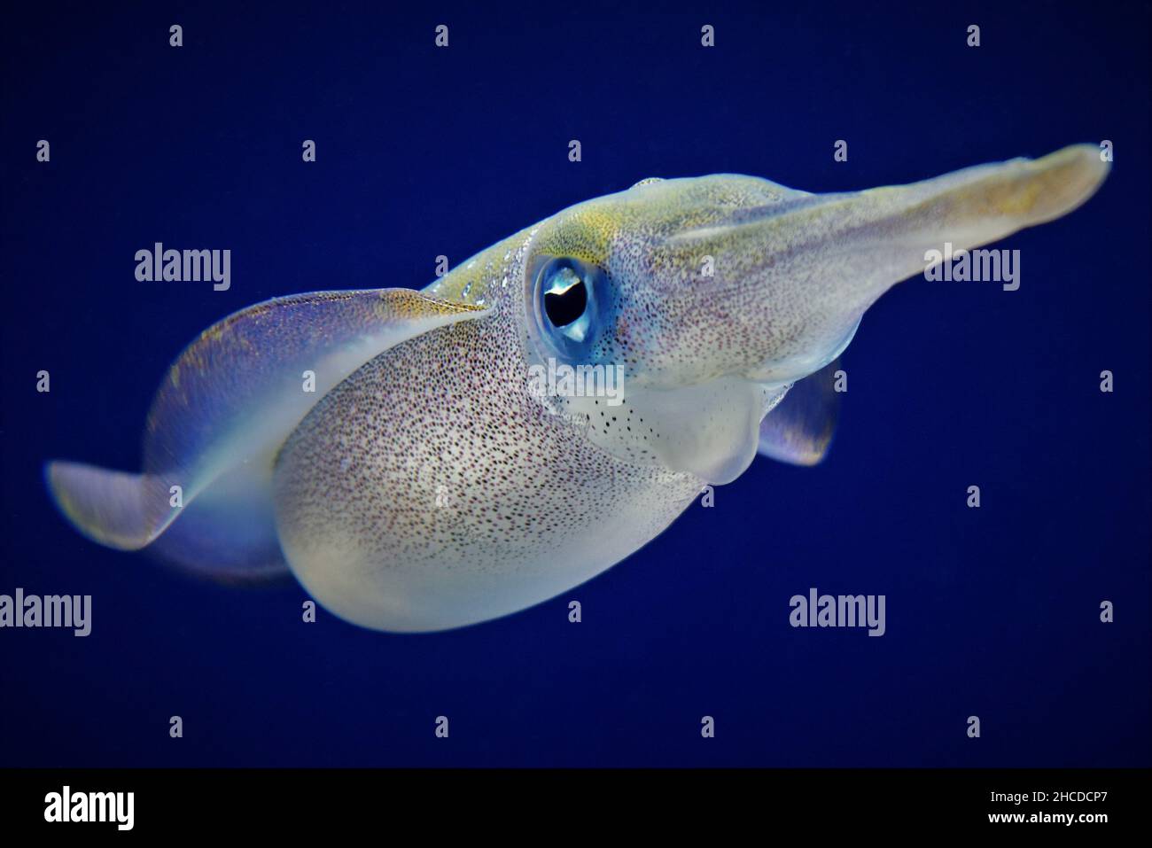 Bigfin Reef Squid Floating in the Blue Stock Photo - Alamy