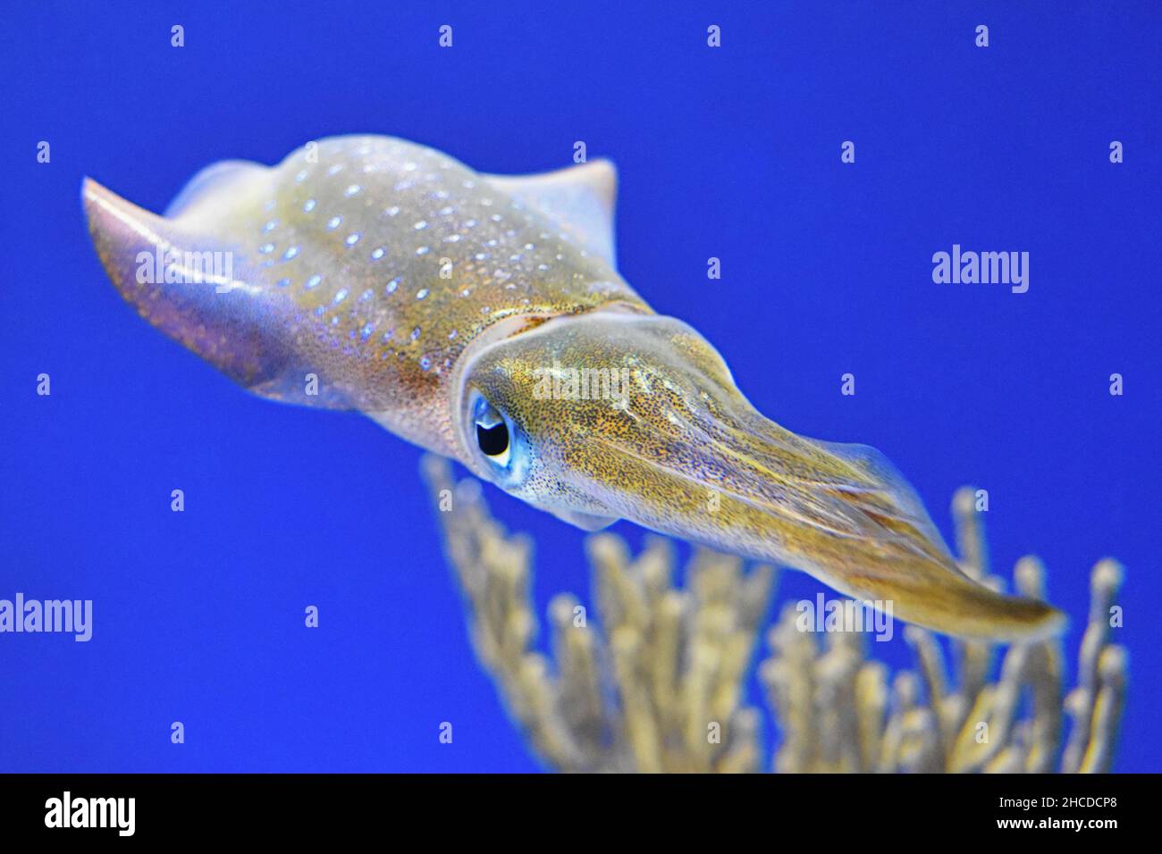 Bigfin Reef Squid Floating in Front of Coral Stock Photo - Alamy