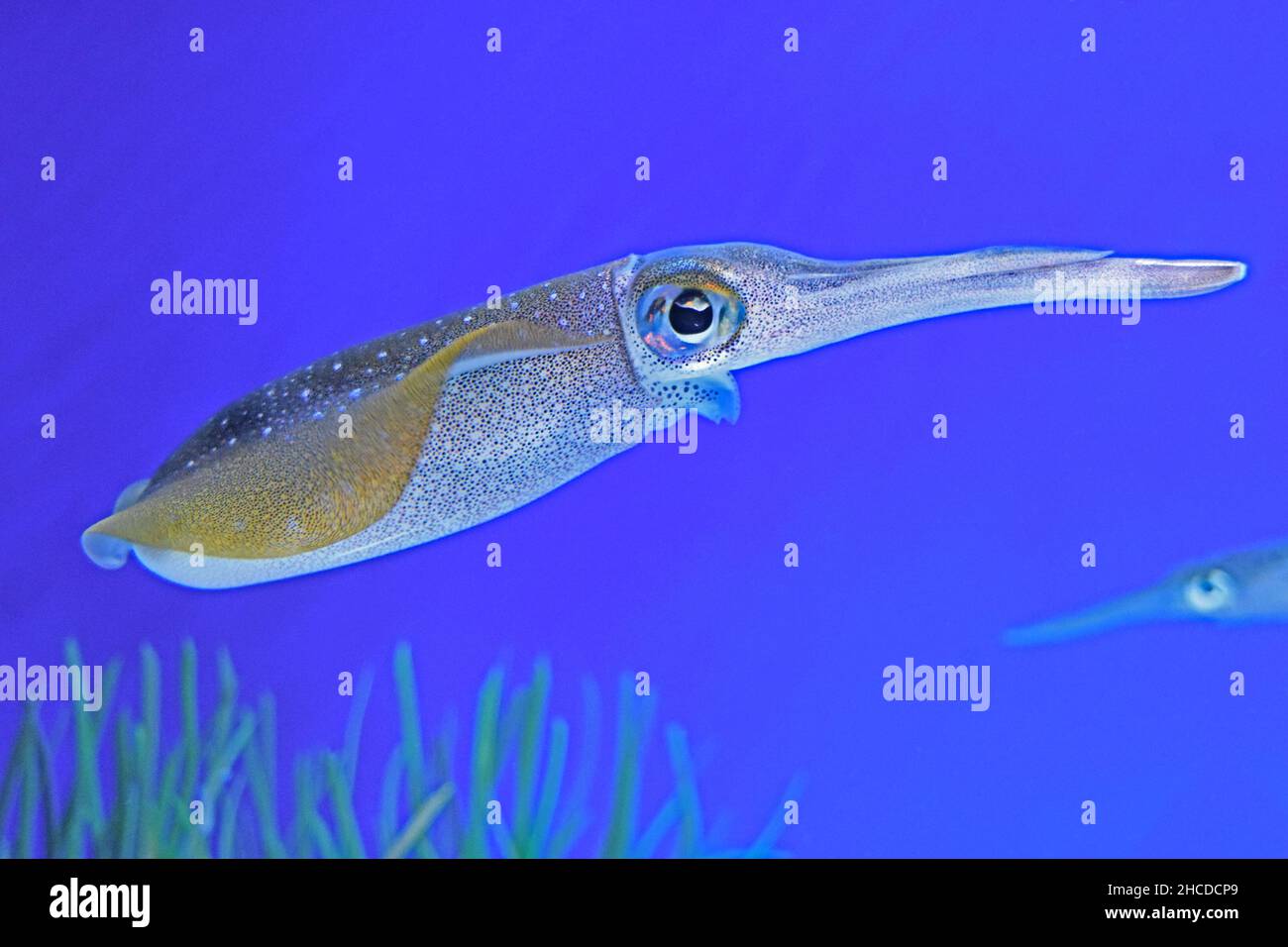 Bigfin Reef Squid Floating in the Water Stock Photo - Alamy