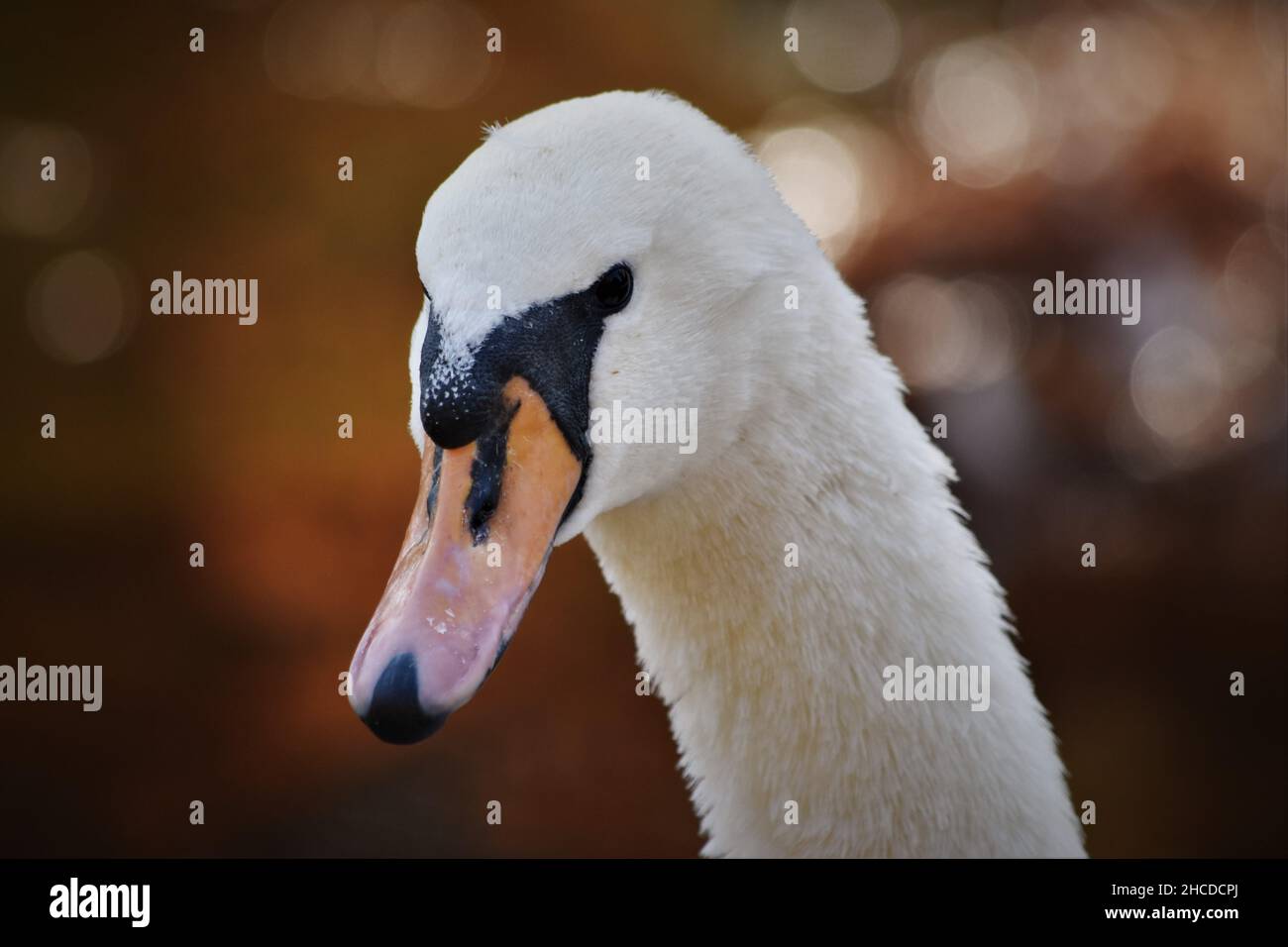 Swan face hi-res stock photography and images - Alamy