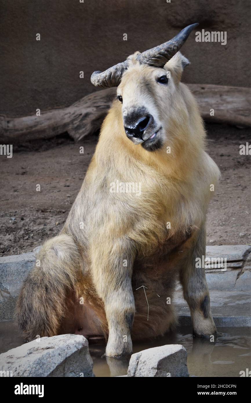 Arched nose hi-res stock photography and images - Alamy