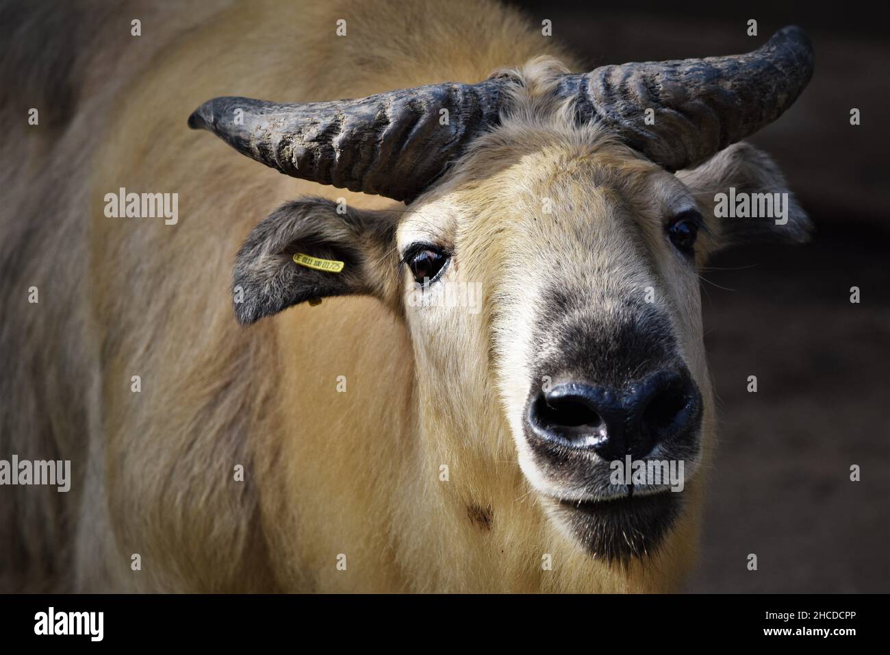 Arched nose hi-res stock photography and images - Alamy