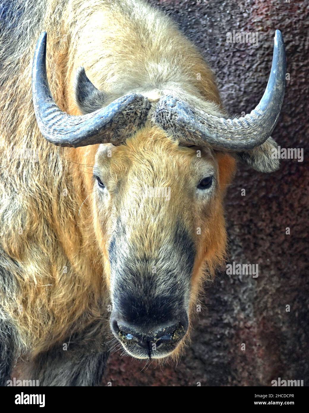Sichuan Takin Face Close Up Stock Photo - Alamy