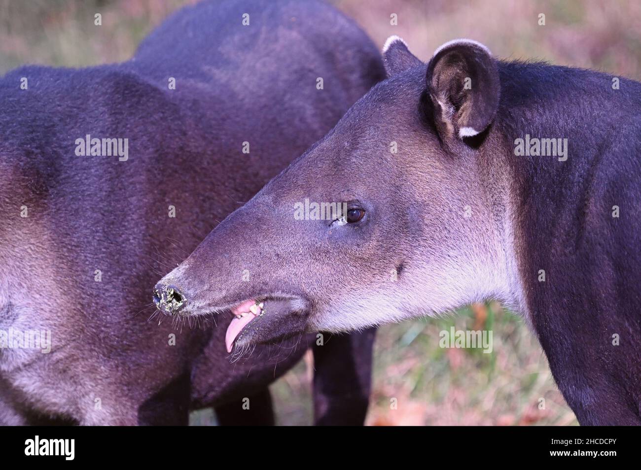 Baird's Tapir Face Close Up Stock Photo - Alamy