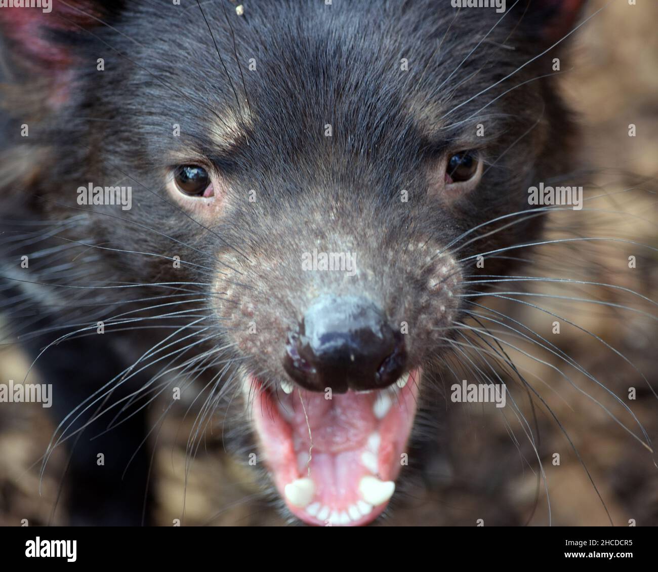 Australian hyena hi-res stock photography and images - Alamy