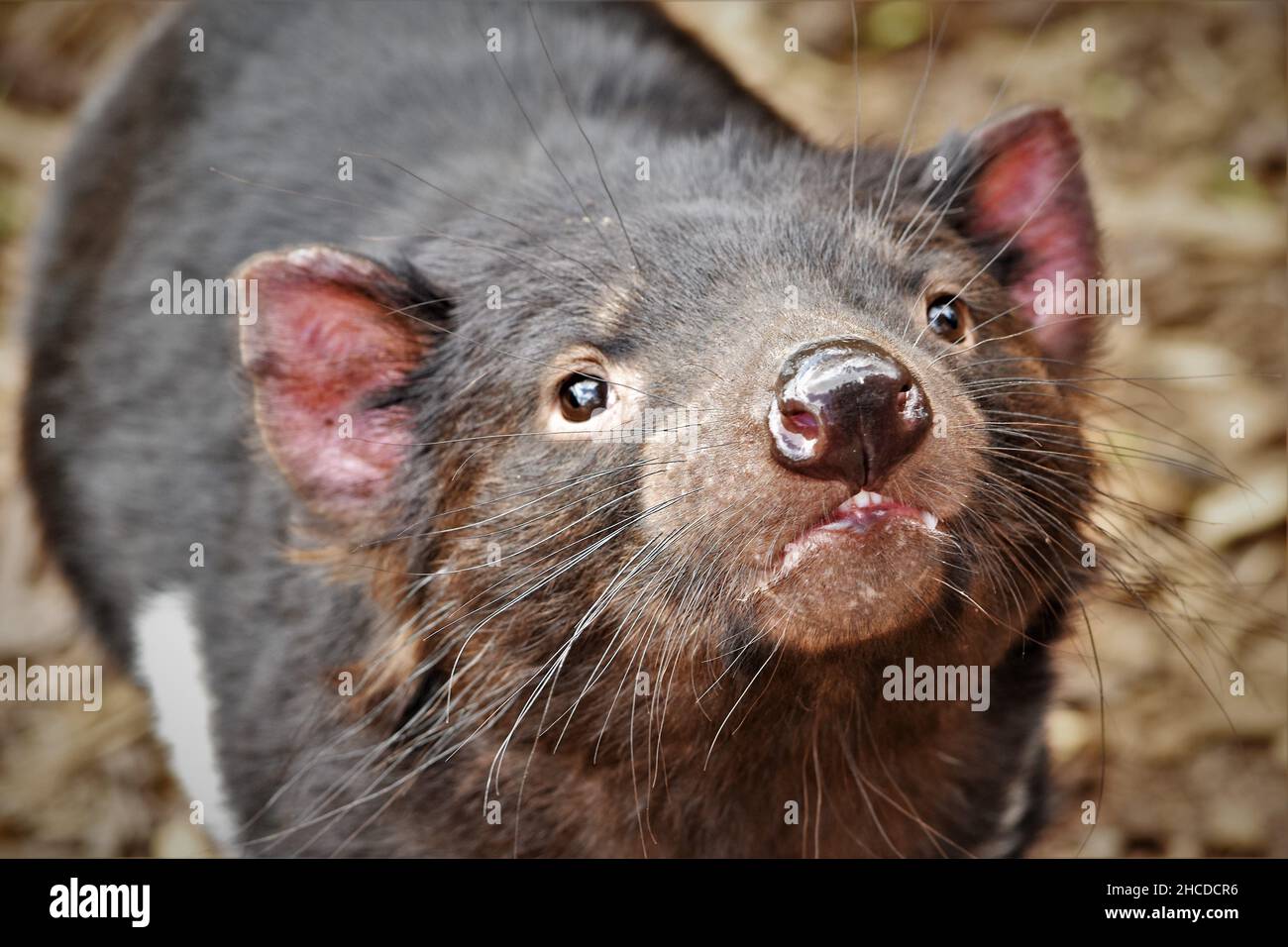 Tasmanian Devil Face Close Up Stock Photo - Alamy