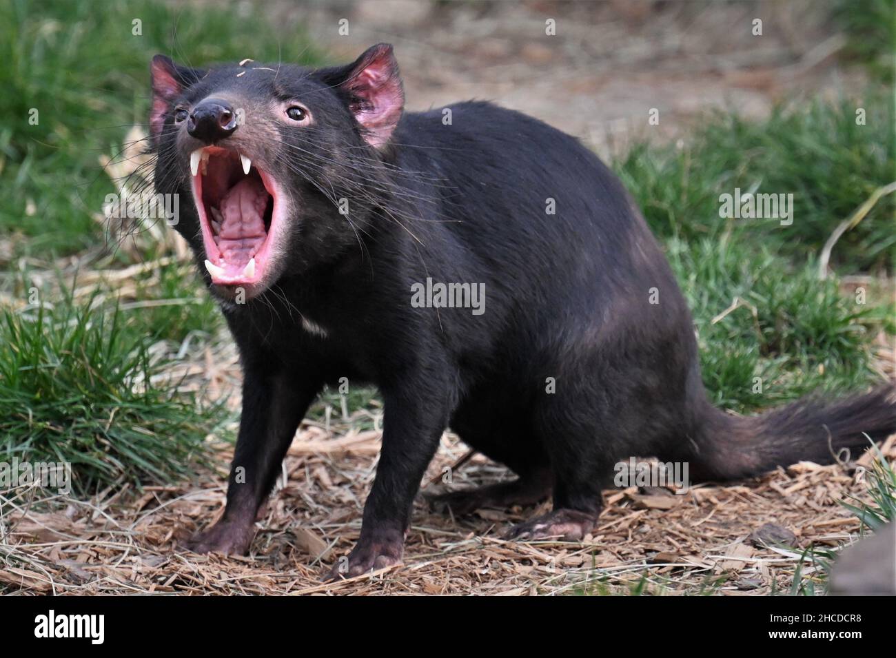 Tasmanian Devil Sitting and Screaming Stock Photo - Alamy