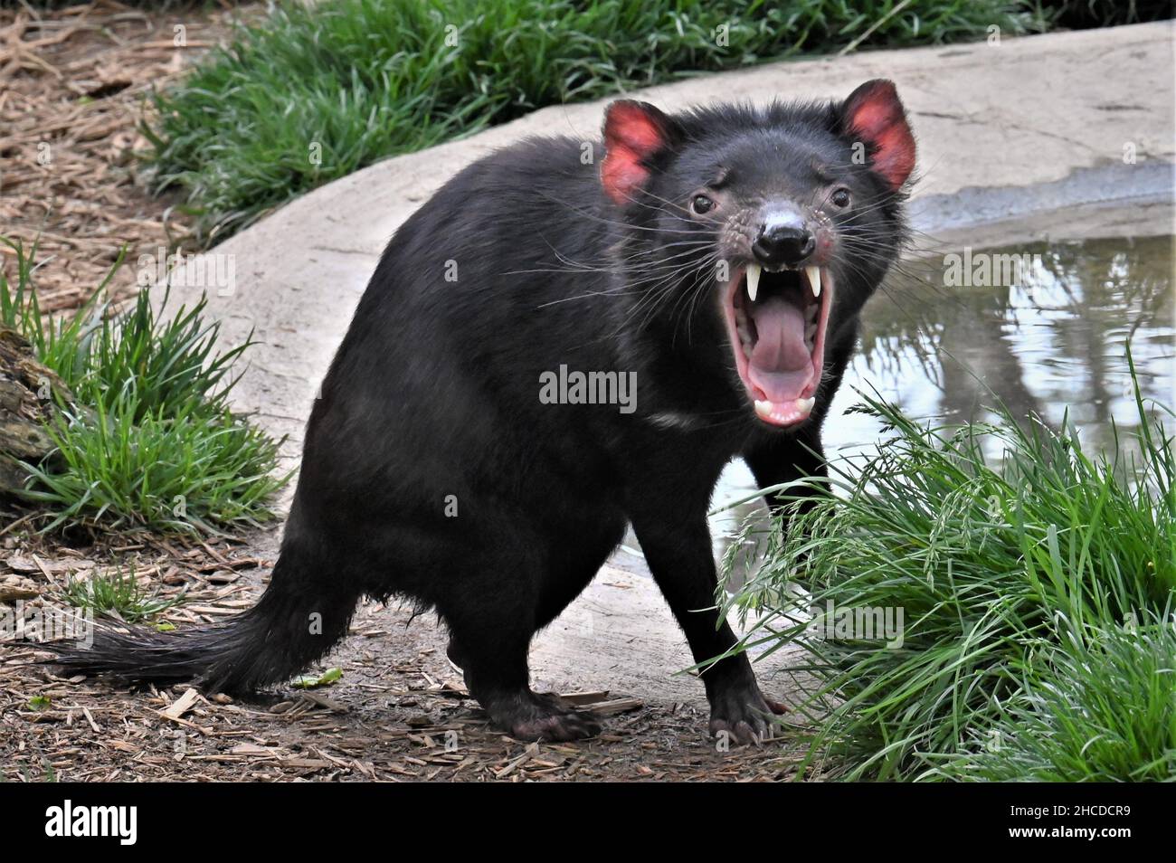 Tasmanian Devil Sitting and Screaming Stock Photo - Alamy