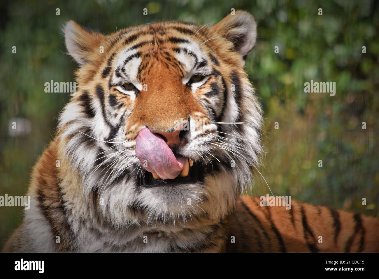 Tiger face close hi-res stock photography and images - Alamy
