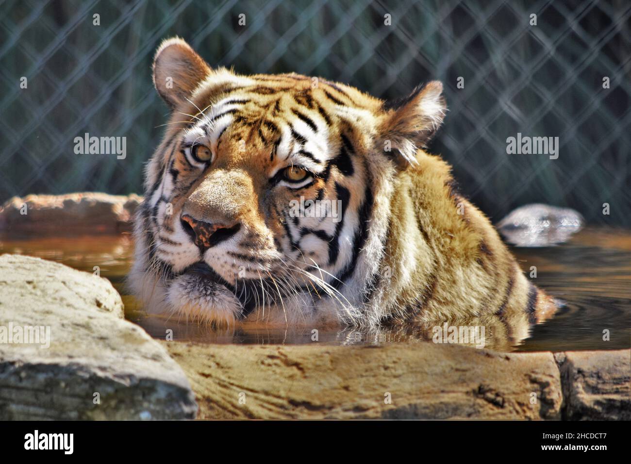 The magnificent and powerful royal bengal tiger hi-res stock ...
