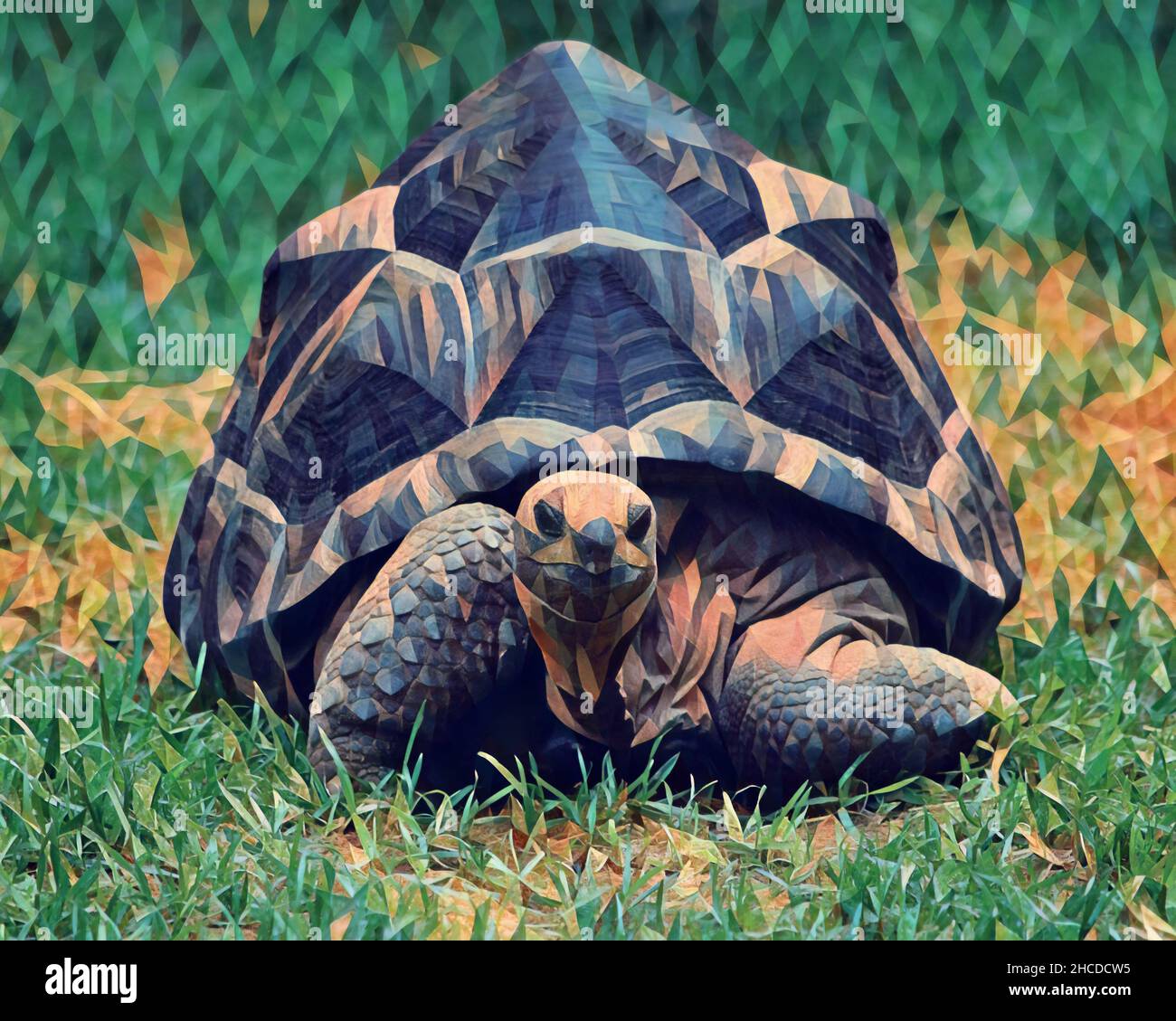 Aldabra Tortoise Crawling in the Grass Stock Photo - Alamy