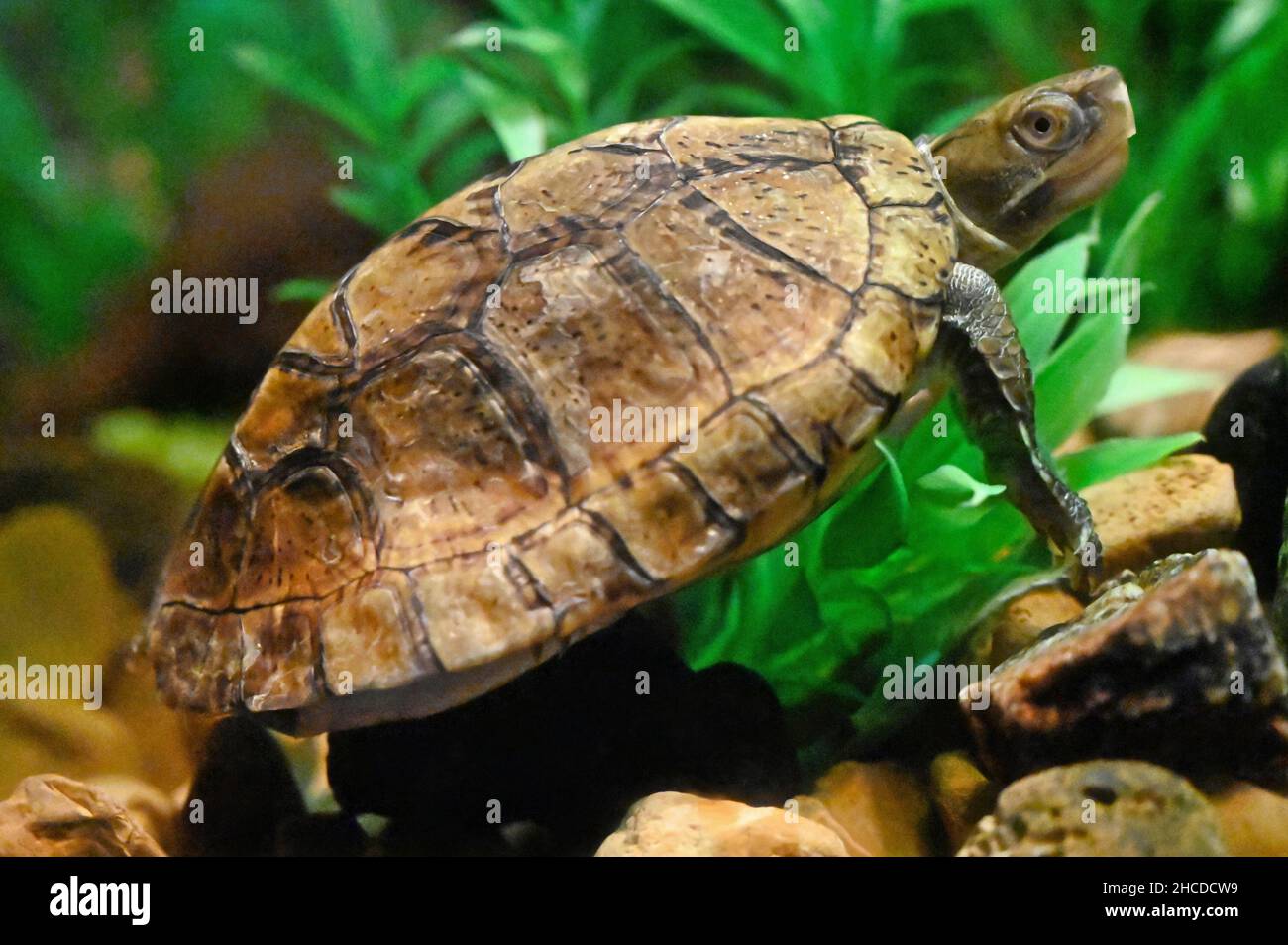 Beal's Four-eyed Turtle Submerged and Watching Stock Photo - Alamy