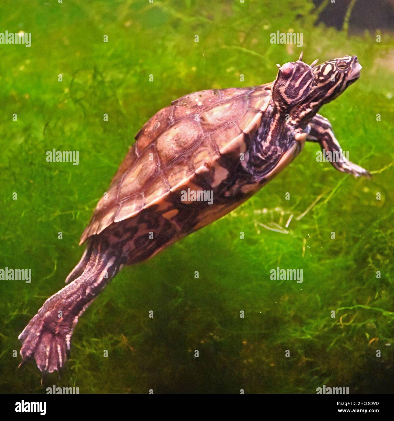 Beal's Four-eyed Turtle Submerged and Watching Stock Photo - Alamy