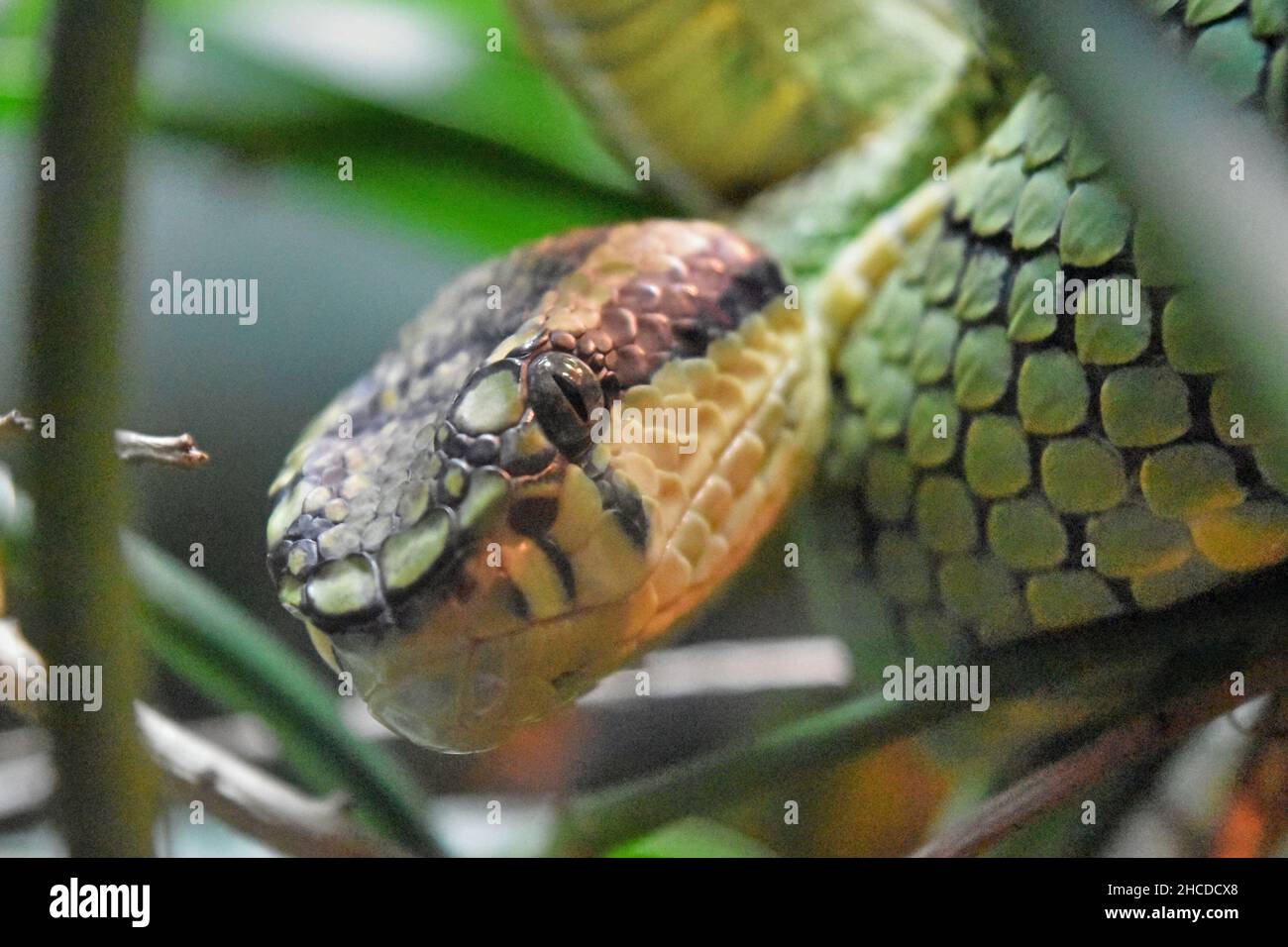 Ashy Pit Viper Face Close Up Stock Photo - Alamy
