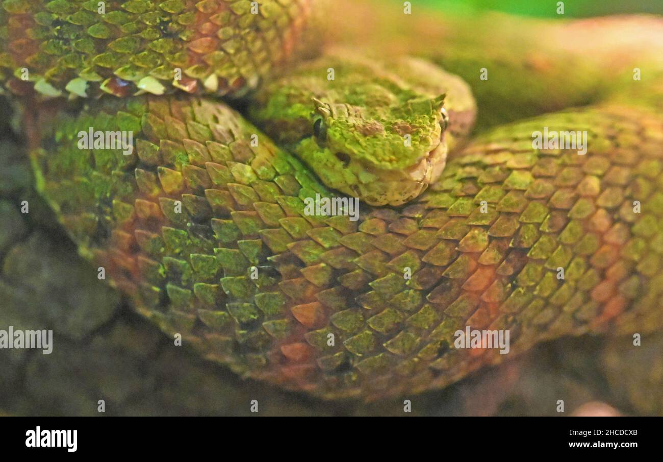 Eyelash Palm Pit Viper Face Close Up Stock Photo - Alamy