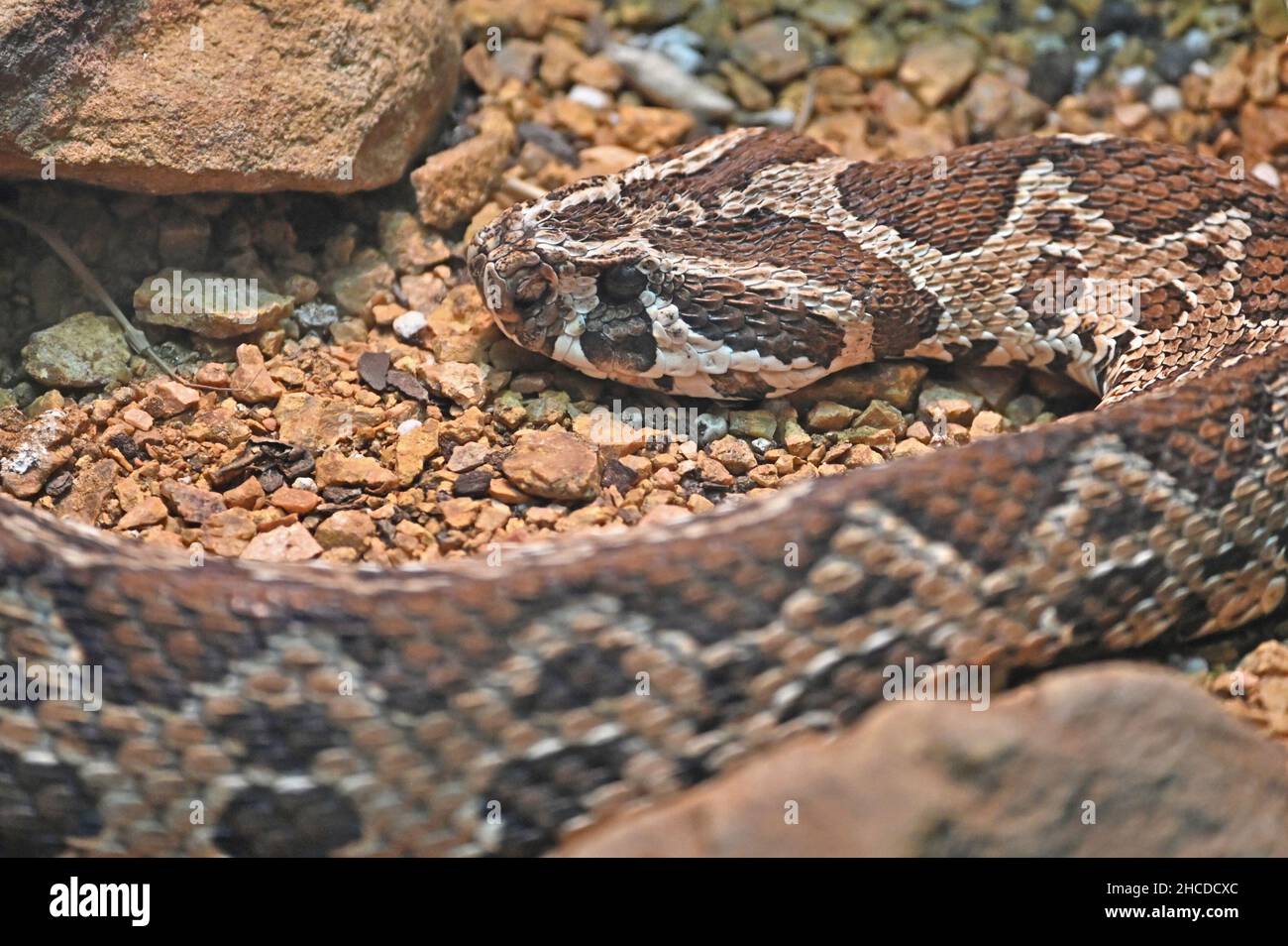 Palestine snake hi-res stock photography and images - Alamy